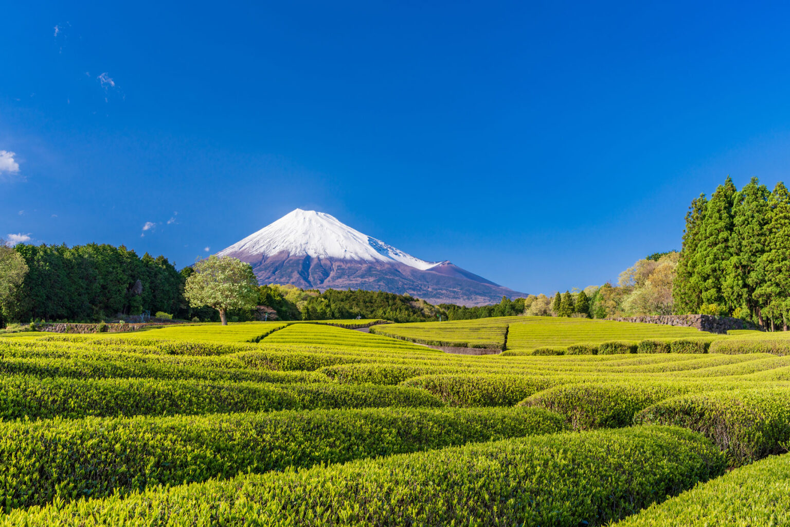 Every Tea in its Right Place: Time and Temperature - WAMI JAPAN ...