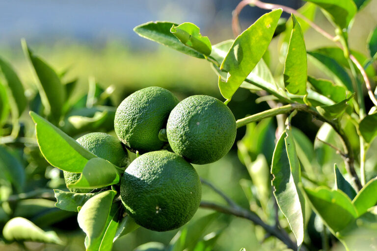 Exploring the Sour-Sweet Taste of Sudachi - WAMI JAPAN FLAVORED MEDIA