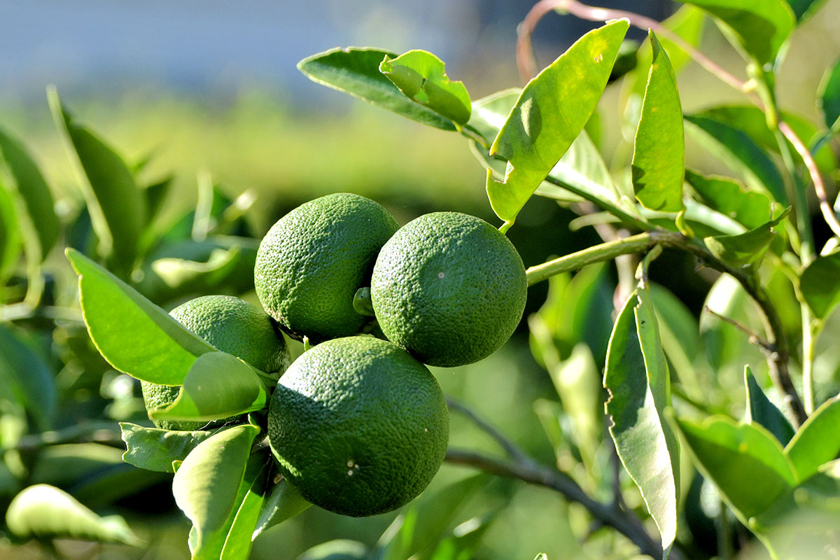 Exploring the Sour-Sweet Taste of Sudachi - WAMI JAPAN FLAVORED MEDIA